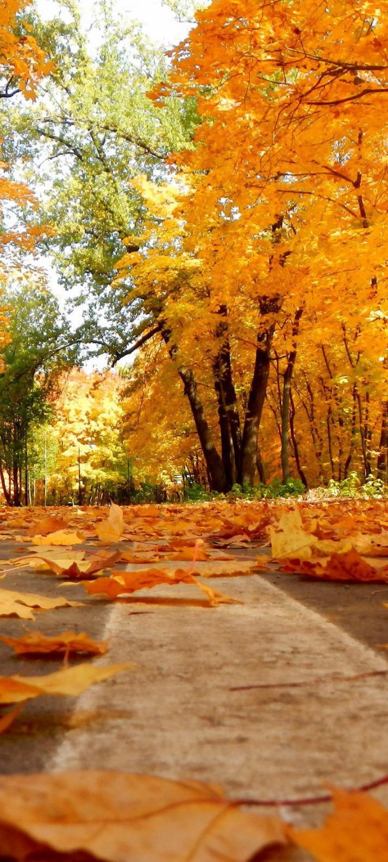 peisaje de toamna - Imagini de Fundal, Poze de Fundal, Wallpapere 4K